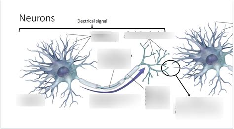 Neuron Diagram Quizlet