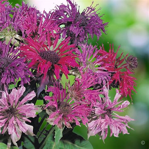 Monarda- Panorama Mix seeds | The Seed Collection