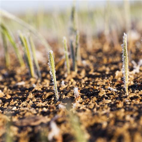 Grass Seeding In Winter Best Practices For Thriving Lawns