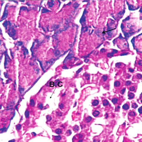A Photomicrograph From Of A Group Iii Rat Showing Normal Acinar Cells Download Scientific