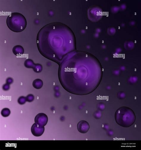 Division de la cellule humaine Banque de photographies et dimages à haute résolution Alamy