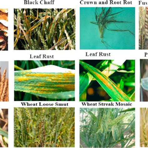 Pdf Leaf And Spike Wheat Disease Detection And Classification Using An Improved Deep