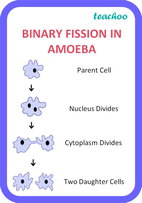 Binary Fission Diagram