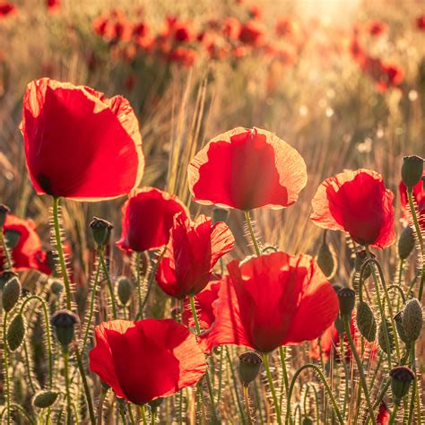 Poppies I Had To Visit Just Had Too I Chose The Fie Flickr