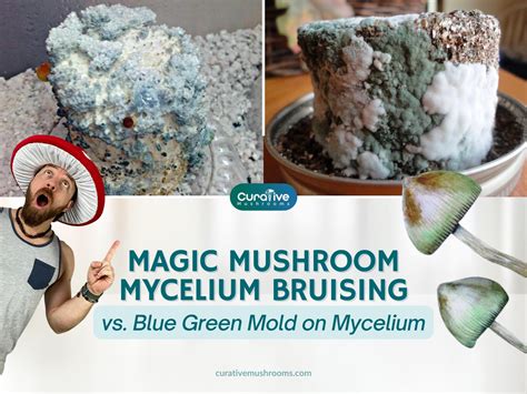 Psilocybe Cubensis Bruising