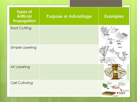 What Are The Examples Of Artificial Propagation At Lachlan Ord Blog What Are The Examples Of Artificial Propagation At Lachlan Ord Blog