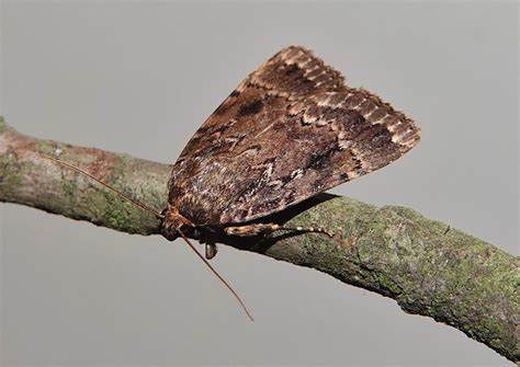 Copper Underwing Moth Identification Life Cycle Facts And Pictures