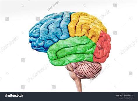 Cerebral Cortex Lobes Color Profile View Stock Illustration 2378448205