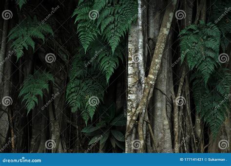 Green Leaves On Tree With Dark Concept Stock Image Image Of Flora Closeup