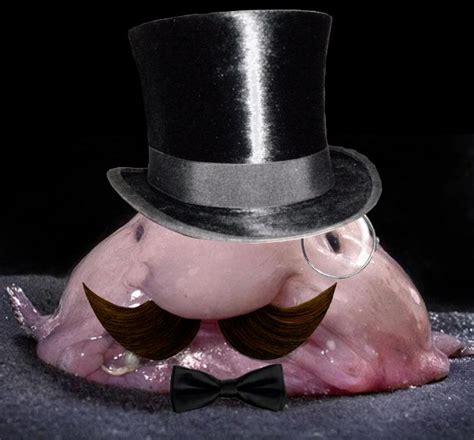 De 17 bästa blob fish bilderna på Pinterest Psychrolutes marcidus Roliga saker och Roliga bilder