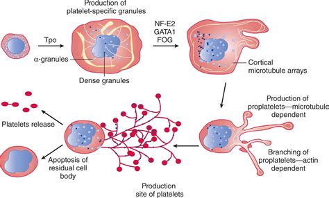 Megakaryocyte And Platelet Structure Clinical Tree