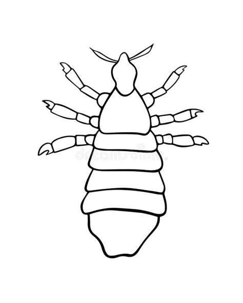 Vector Isolated Illustration Of Louse Human Louse Stock Vector Illustration Of Biology