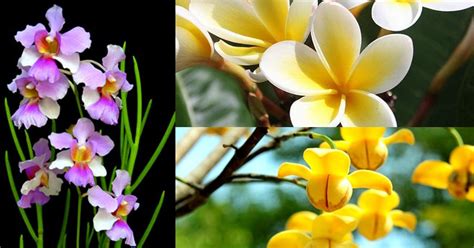 មកស្គាល់និមិត្តសញ្ញាផ្កាតំណាងជាតិ នៃបណ្តាប្រទេសអាស៊ាន Khmerload Cambodia Latest News