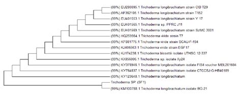 Phylogenetic Tree Of 18s Rrna Gene Sequence Of Strain Trichoderma