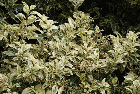 Ligustrum Lucidum Excelsum Superbum Nurseries Caroliniana