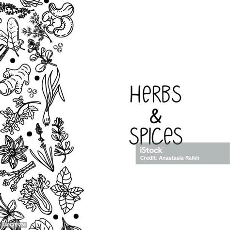 허브와 향신료를 포장하기위한 템플릿 낙서 스타일로 그려진 요소 식물 요소의 실루엣 허브와 향신료 비문 필기 칠리 바닐라 매자 나무 로즈마리 베이 잎 등 다양에 대한 스톡