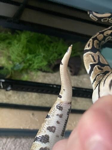 Sexing A Ball Python Ball Pythons MorphMarket Reptile Community