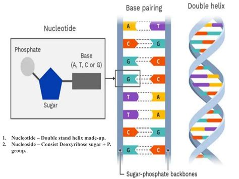 Dna And Rna Structure Functions Types Difference Similarities