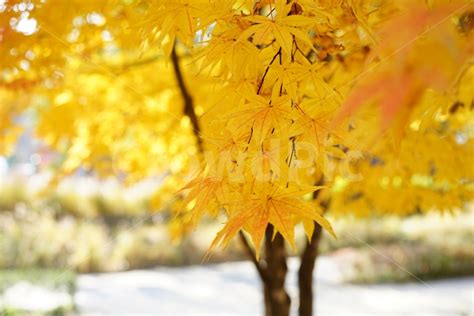 단풍 단풍나무 노란색 가을 나무 사진이미지일러스트캘리그라피 Kufabalok작가