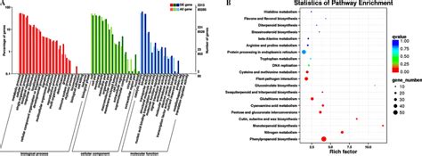 functional classifications of the transcripts a go gene ontology