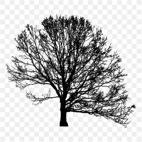 Tree Silhouette PNG Images Free Photos PNG Stickers Wallpapers Backgrounds Rawpixel