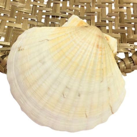 Concha Shell Branca 967