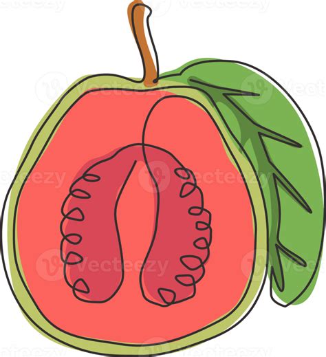 Une Seule Ligne De Dessin De Goyave De Java Biologique Saine à Moitié