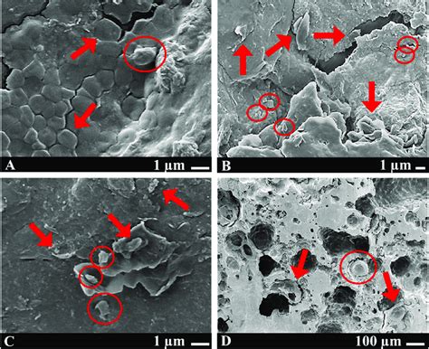 Sem Micrographs Showing The Formation Of Micro Nano Plastics On The Download Scientific Diagram