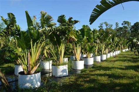Pin By Nnam Saint On Farming In Plants Farm Garden