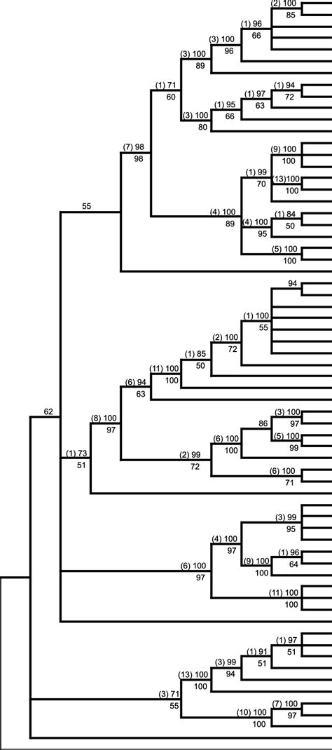 topology from the combined bayesian analysis the numbers above