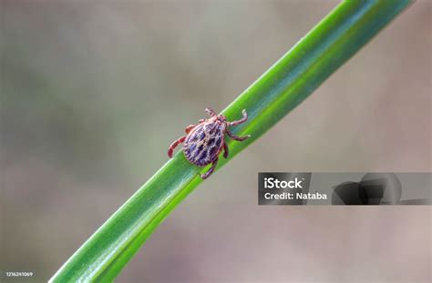 봄 공원에서 잔디에 기어 곤충 기생충 진드기와 물린 피해자를 기다리고 웅크리고 곤충에 대한 스톡 사진 및 기타 이미지 곤충 사람들 진드기 Istock