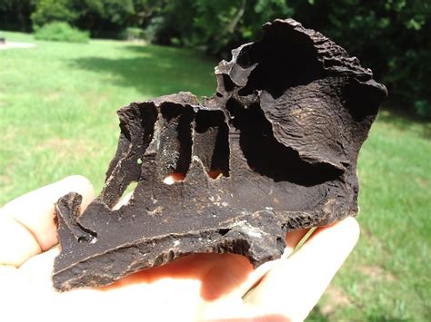 Very Rare Section Of Megalonyx Sloth Skull Recently Sold Fossils Prehistoric Florida