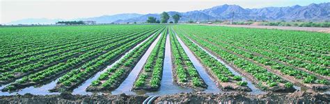 Precision Irrigation Using Sensors And Data To Optimize Water