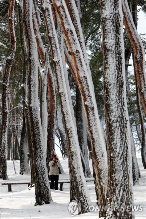 폭설이 선물한 강릉 소나무 숲의 설경 연합뉴스