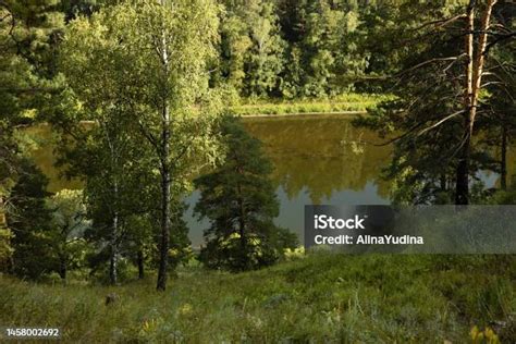 황금빛 아침 햇살이 내리쬐는 연못이나 조용한 강가에 울창한 녹색 침엽수 림과 잔디 초원이 있는 밝은 여름 풍경 아름다운 야생의 자연과 야외 여행 가문비나무에 대한 스톡 사진