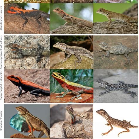 Images Of Each Sex Of Each Of The Six Species With Examples Of The Download Scientific Diagram