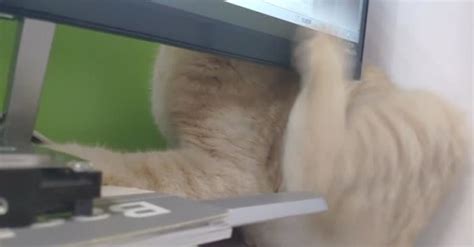 Computer Screen Blocks Cat Scratch Sharedots