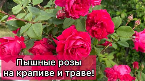 Пышные розы на крапиве и траве. Польза натуральных удобрений для наших ...