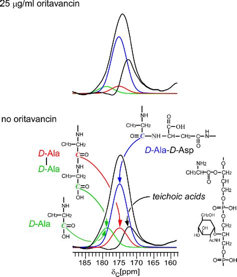 Figure 7 From Vancomycin And Oritavancin Have Different Modes Of Action In Enterococcus Faecium