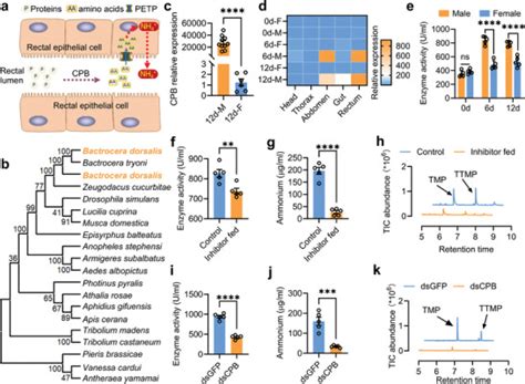 The Sexual Dimorphism In Rectum And Protein Digestion Pathway Influence