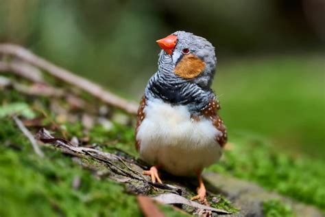 41 Gorgeous Birds With Orange Beaks