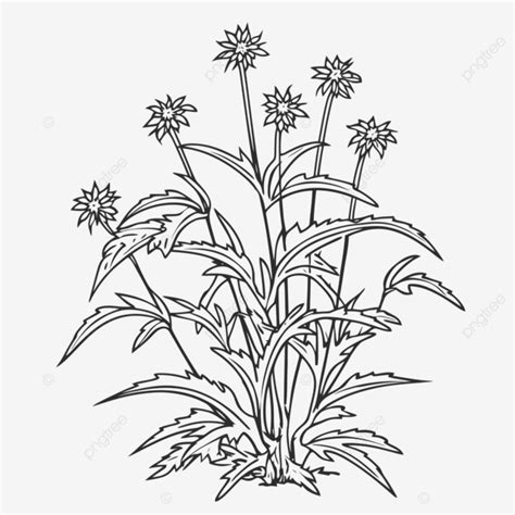 개요 드로잉 스케치의 식물 벡터 잡초 그리기 잡초 개요 잡초 스케치 Png 일러스트 및 벡터 에 대한 무료 다운로드 Pngtree