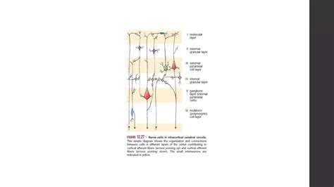 Microscopic Anatomy Of Cerebral Cortex Pptx