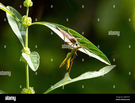 A Large Grasshopper Robber Fly With Its Prey Having Grasped The Common