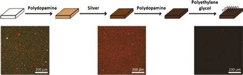 Ag Antimicrobial Coating By Pda Assisted Electrodeless Plating Download Scientific Diagram