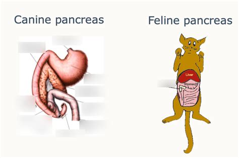 Pancreas Anatomy And Physiology Canine Pancreas Diagram Quizlet