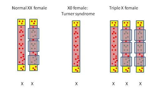 BishopBlog The X And Y Of Sex Differences