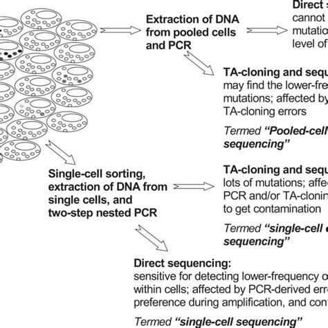 Strategies For Determining Mtdna Mutations Within And Among Cells