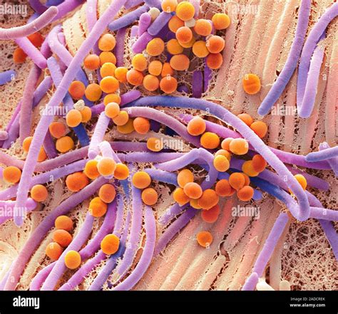 Faecal Bacteria Scanning Electron Micrograph Sem Of Bacteria Cultured From A Sample Of Human