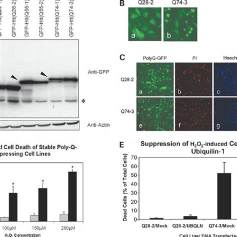 Overexpression Of Gfp Htt Exon1 Polyq Constructs In Hela Cells Leads